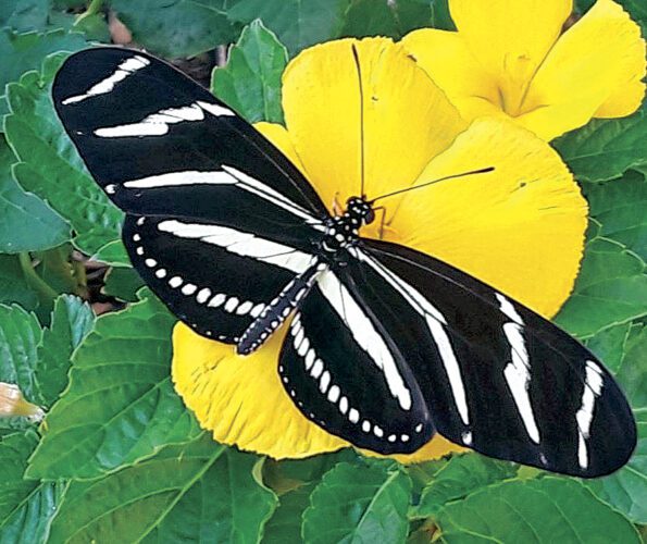 Zebra longwing butterfly - Cape Coral Breeze